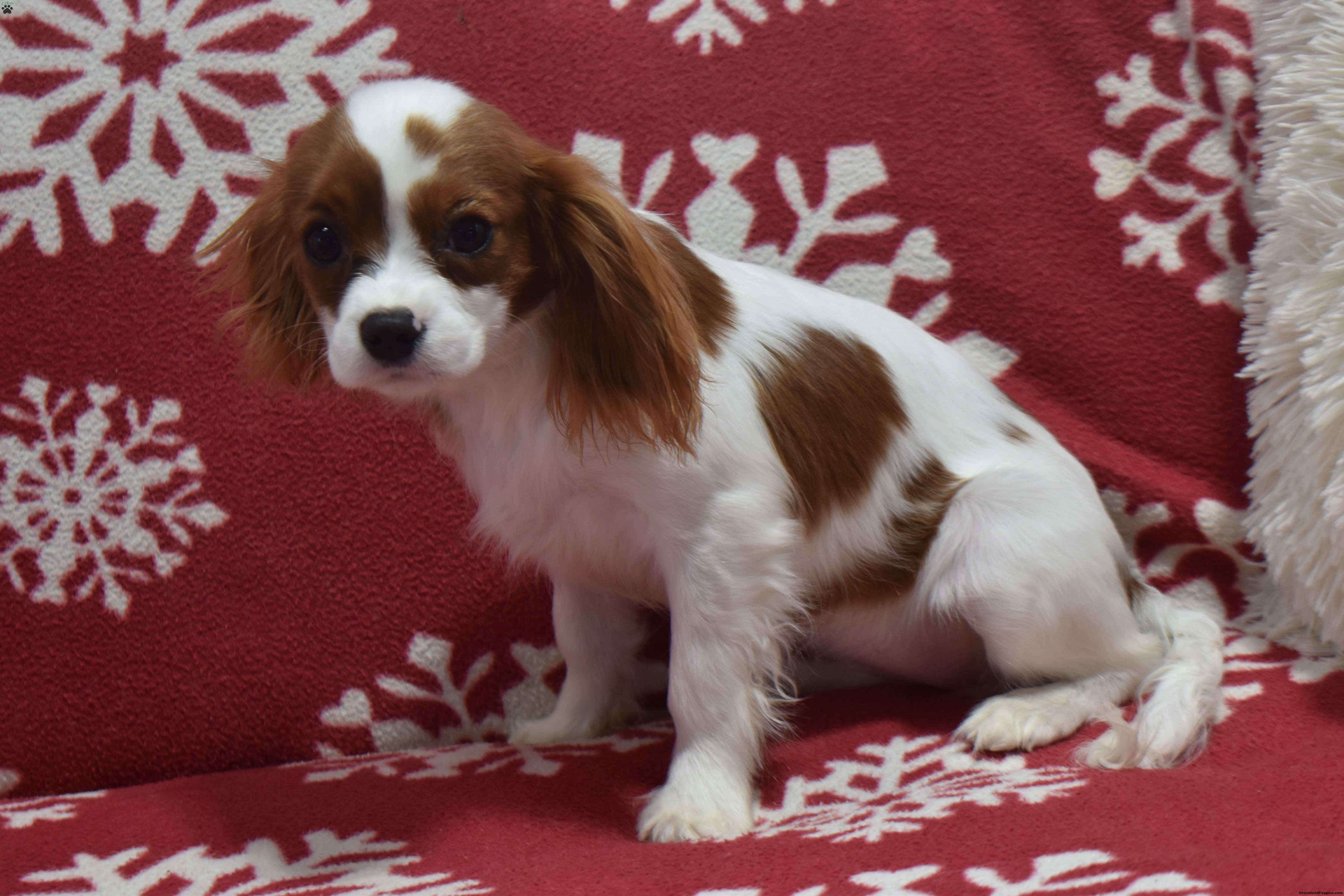 Lily - Cavalier King Charles Spaniel Puppy For Sale in Ohio