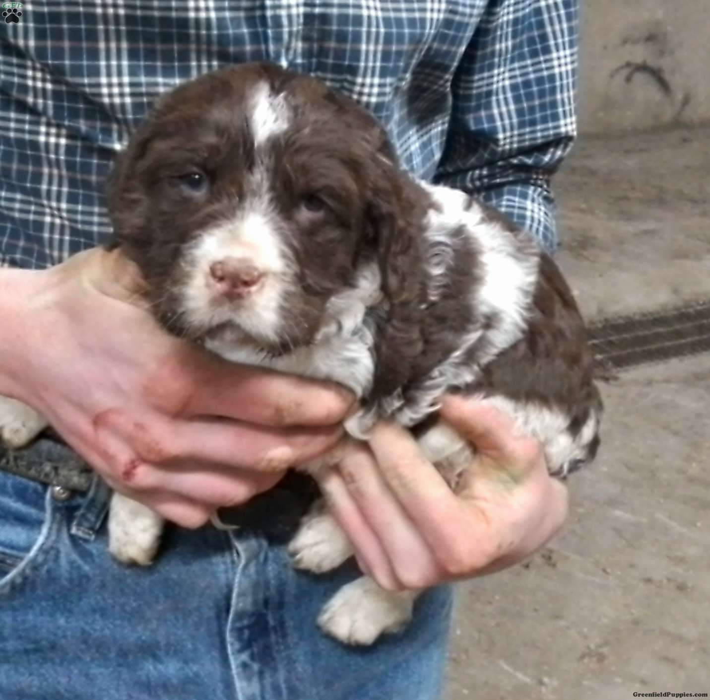 Hunter - English Springer Spaniel Puppy For Sale in Wisconsin