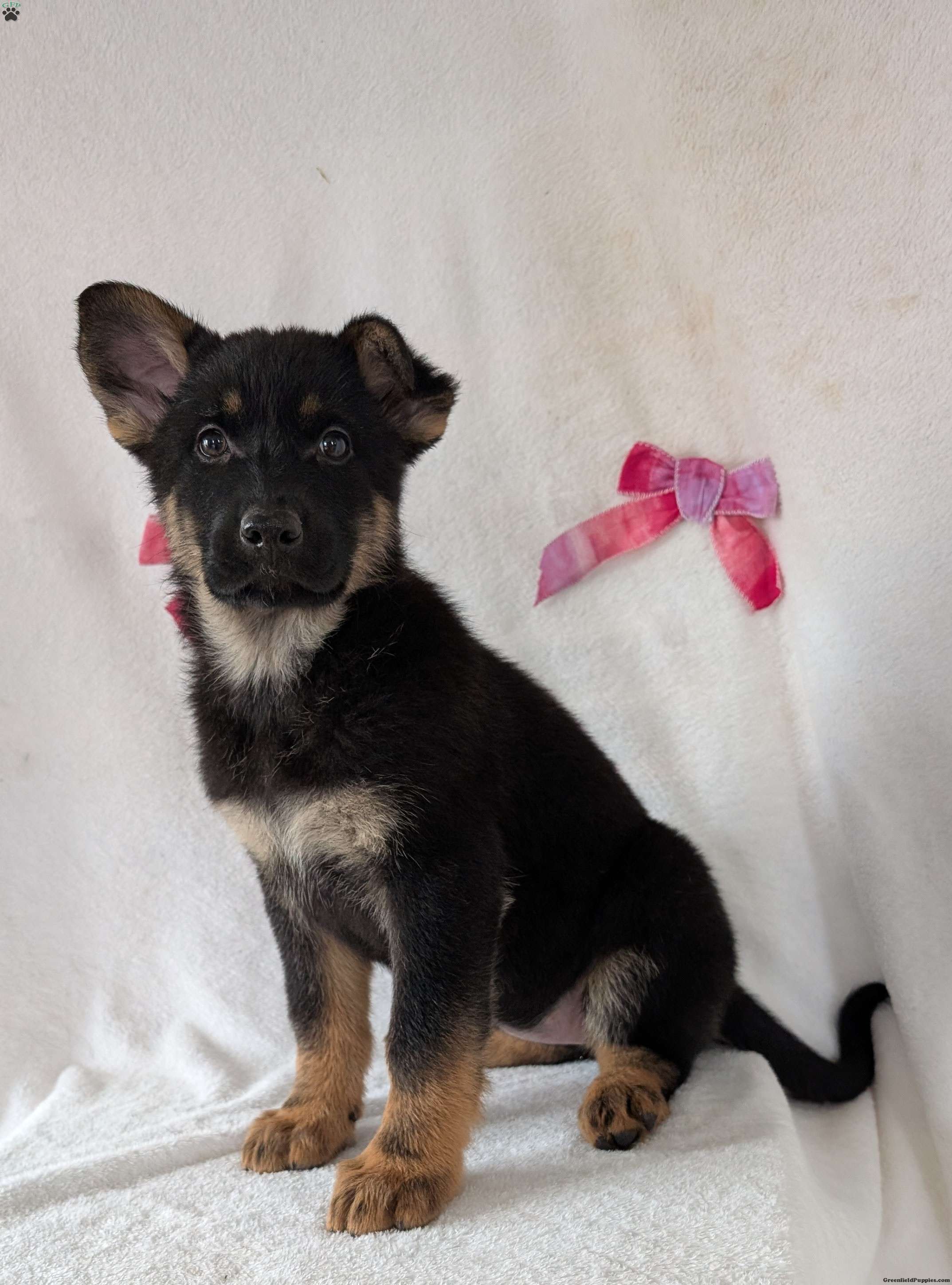 Mazie - German Shepherd Puppy For Sale in Ohio