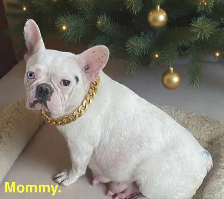 Alex - French Bulldog Puppy For Sale in New York