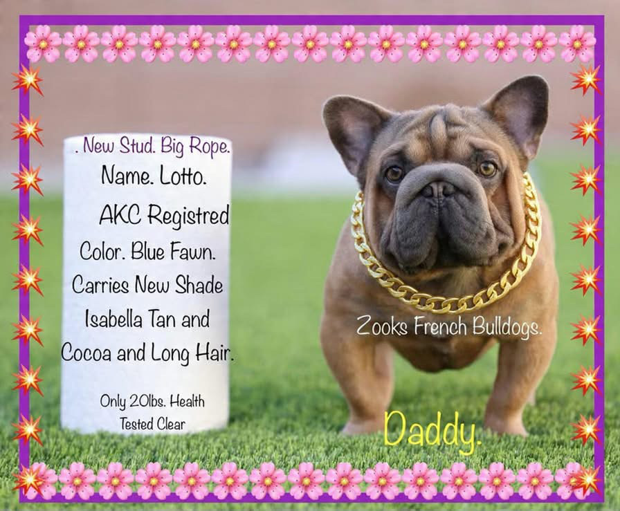 Alex - French Bulldog Puppy For Sale in New York