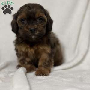 Shih-Poo Puppies For Sale - Greenfield Puppies