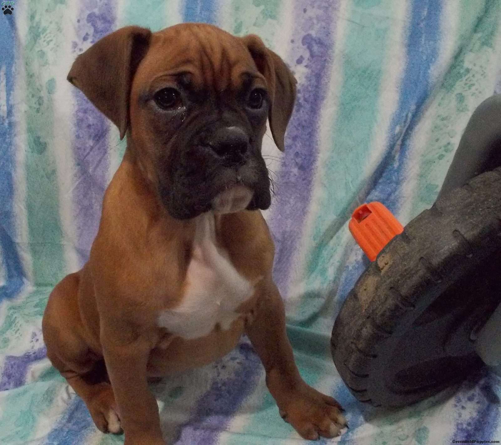 Ben - Boxer Puppy For Sale in Ohio