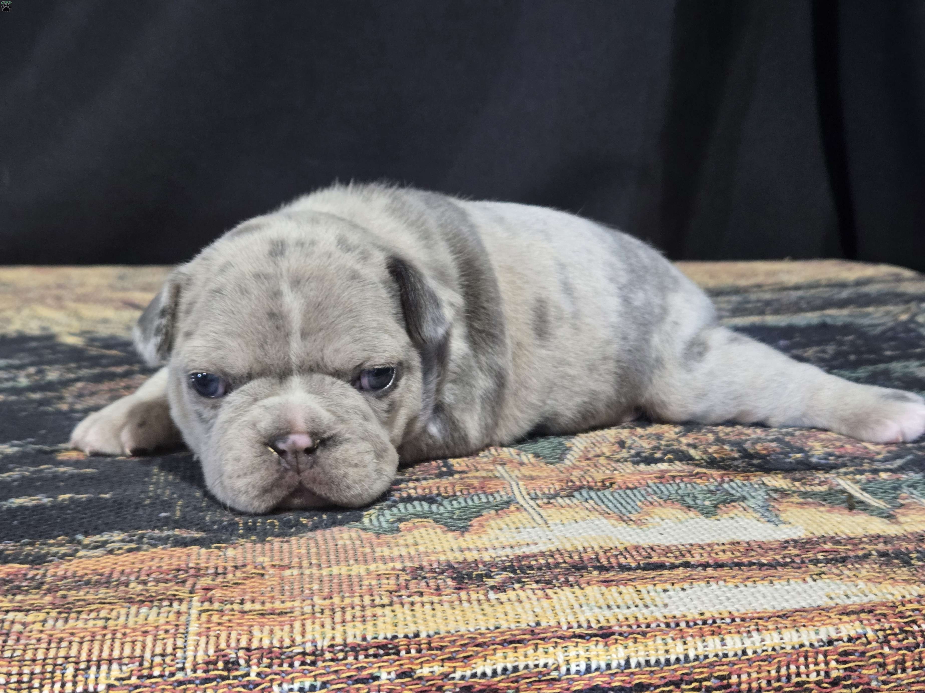 Blossom - Frenchton Puppy For Sale in New York
