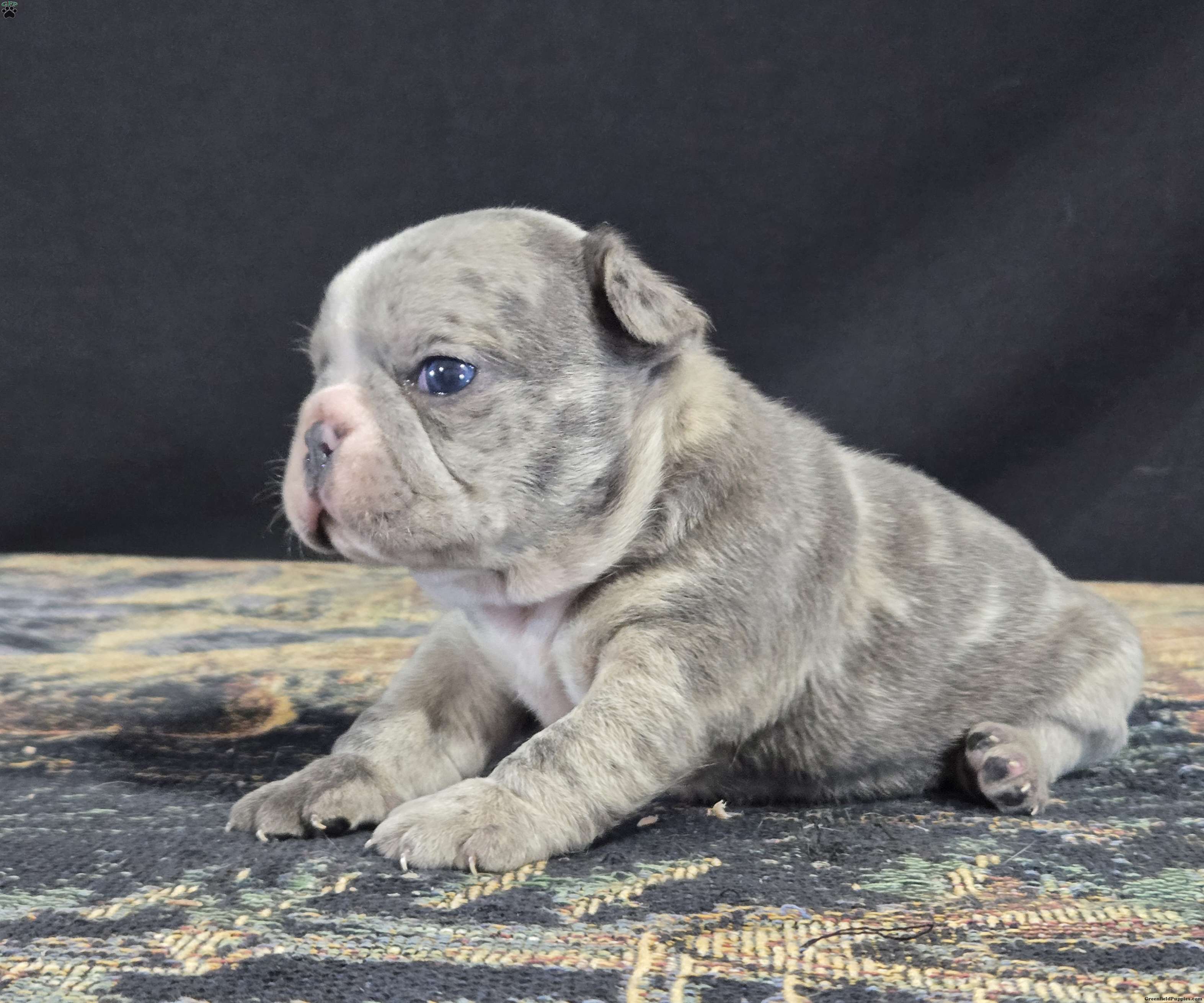 Bridget - Frenchton Puppy For Sale in New York