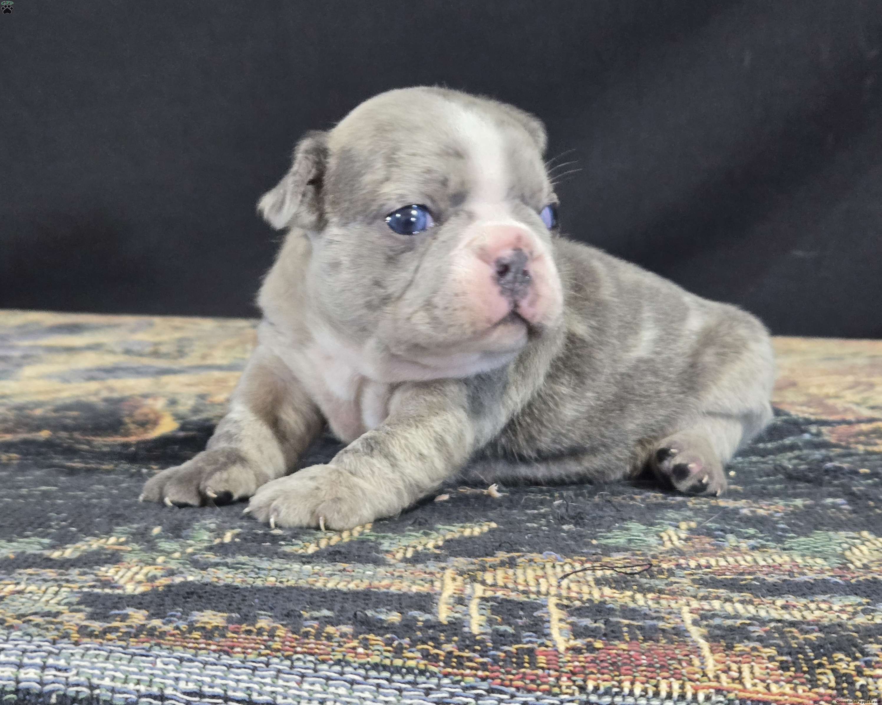 Bridget - Frenchton Puppy For Sale in New York