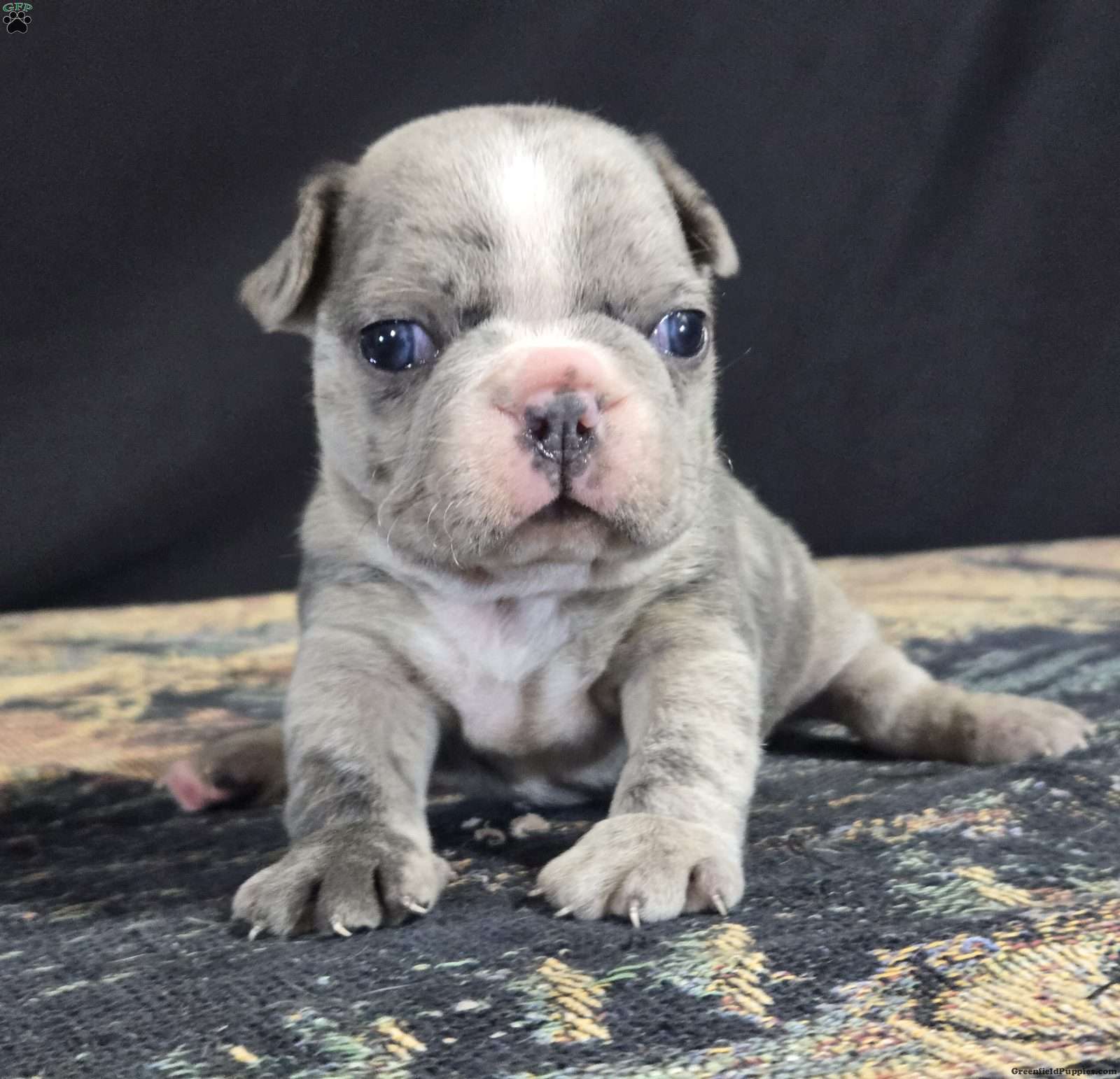 Bridget - Frenchton Puppy For Sale in New York