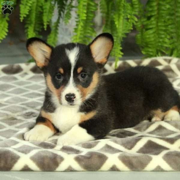 Casey - Pembroke Welsh Corgi Puppy For Sale in Pennsylvania
