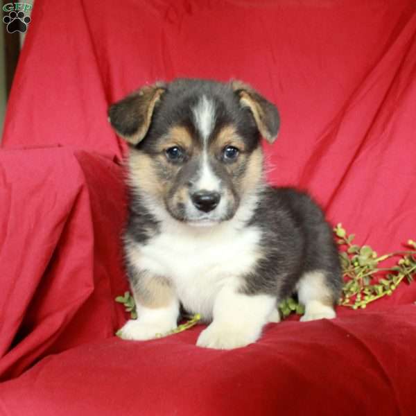 Charm - Pembroke Welsh Corgi Puppy For Sale in Pennsylvania