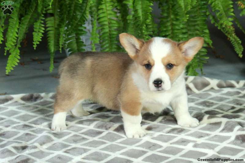 Chelsea - Pembroke Welsh Corgi Puppy For Sale in Pennsylvania
