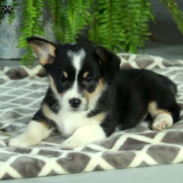Chloe - Pembroke Welsh Corgi Puppy For Sale in Pennsylvania