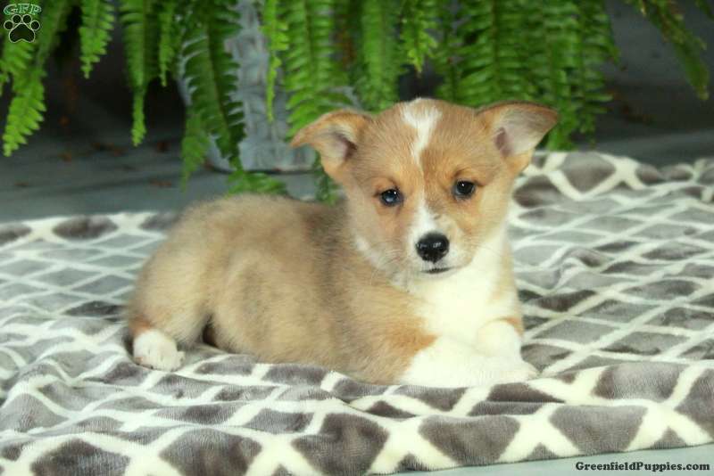 Cinnamon - Pembroke Welsh Corgi Puppy For Sale in Pennsylvania