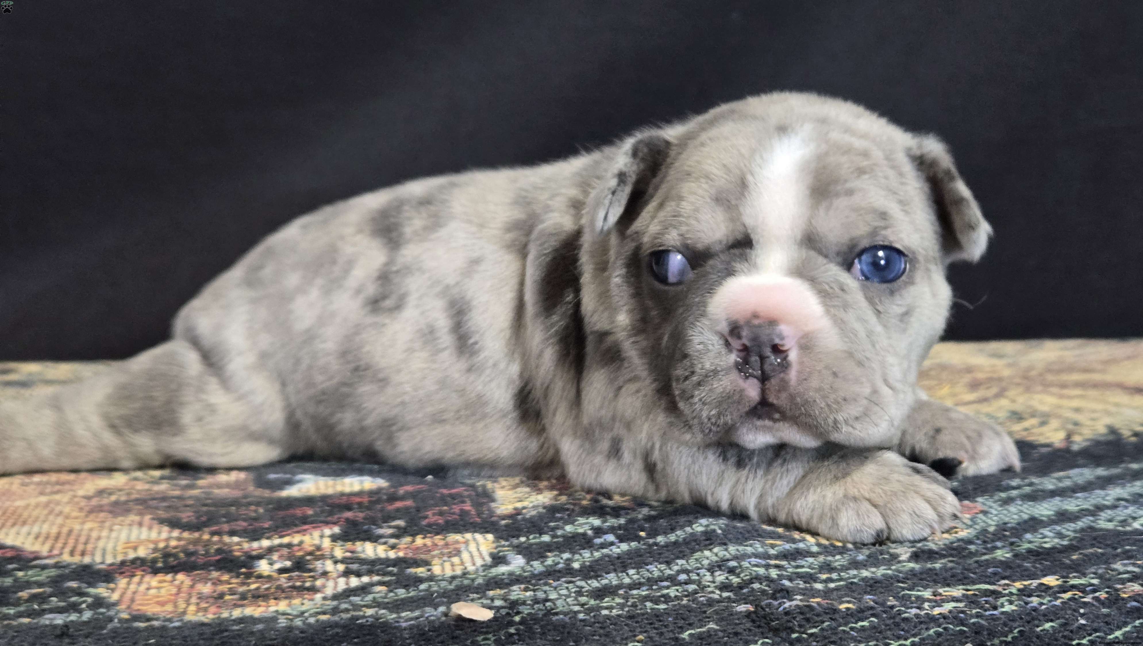 Cleo - Frenchton Puppy For Sale in New York