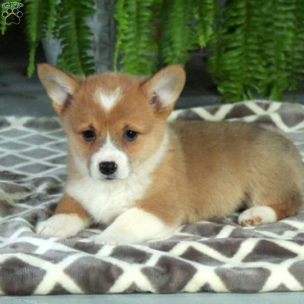 Clove - Pembroke Welsh Corgi Puppy For Sale in Pennsylvania