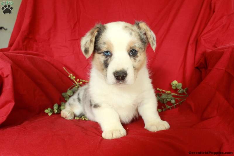Cocoa - Pembroke Welsh Corgi Puppy For Sale in Pennsylvania