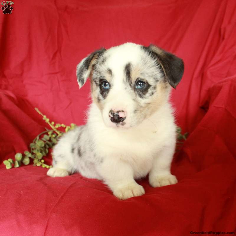 Cookie - Pembroke Welsh Corgi Puppy For Sale in Pennsylvania
