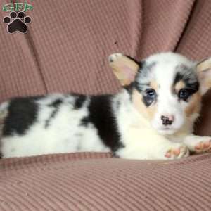 Daphne - Pembroke Welsh Corgi Puppy For Sale in Pennsylvania