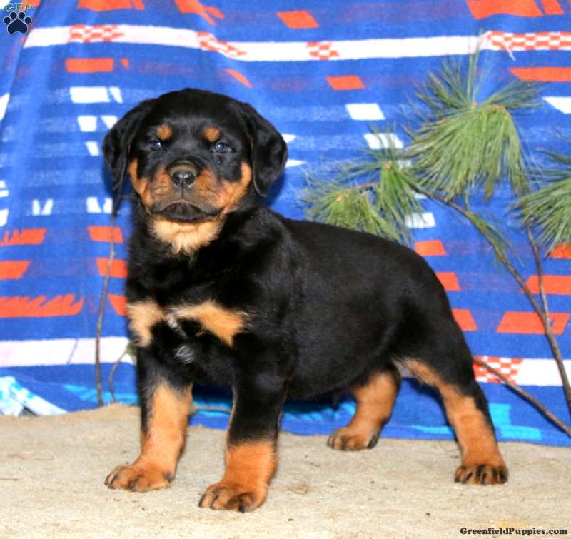 Evan - Rottweiler Puppy For Sale in Pennsylvania