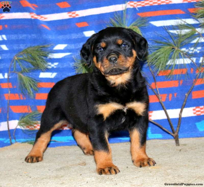 Evan - Rottweiler Puppy For Sale in Pennsylvania