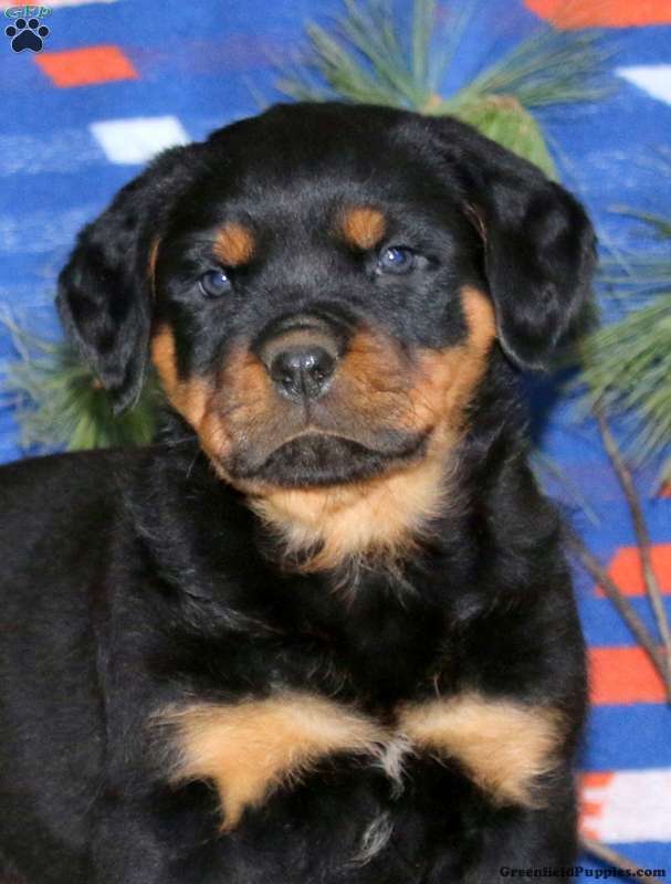 Evan - Rottweiler Puppy For Sale in Pennsylvania