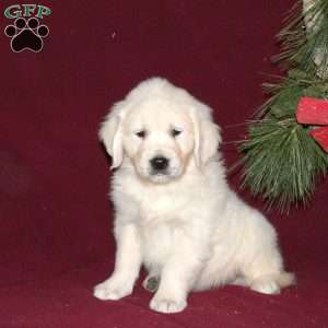 English Cream Golden Retriever Puppies For Sale - GFP