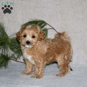 Maltipoo Puppies For Sale - Greenfield Puppies