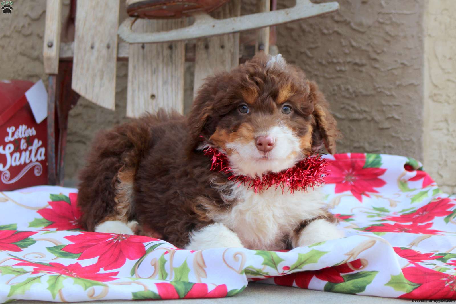 Gunner - Mini Aussiedoodle Puppy For Sale in Pennsylvania