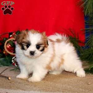 Shih-Poo Puppies For Sale - Greenfield Puppies