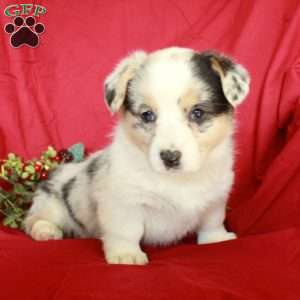 Holly - Pembroke Welsh Corgi Puppy For Sale in Pennsylvania