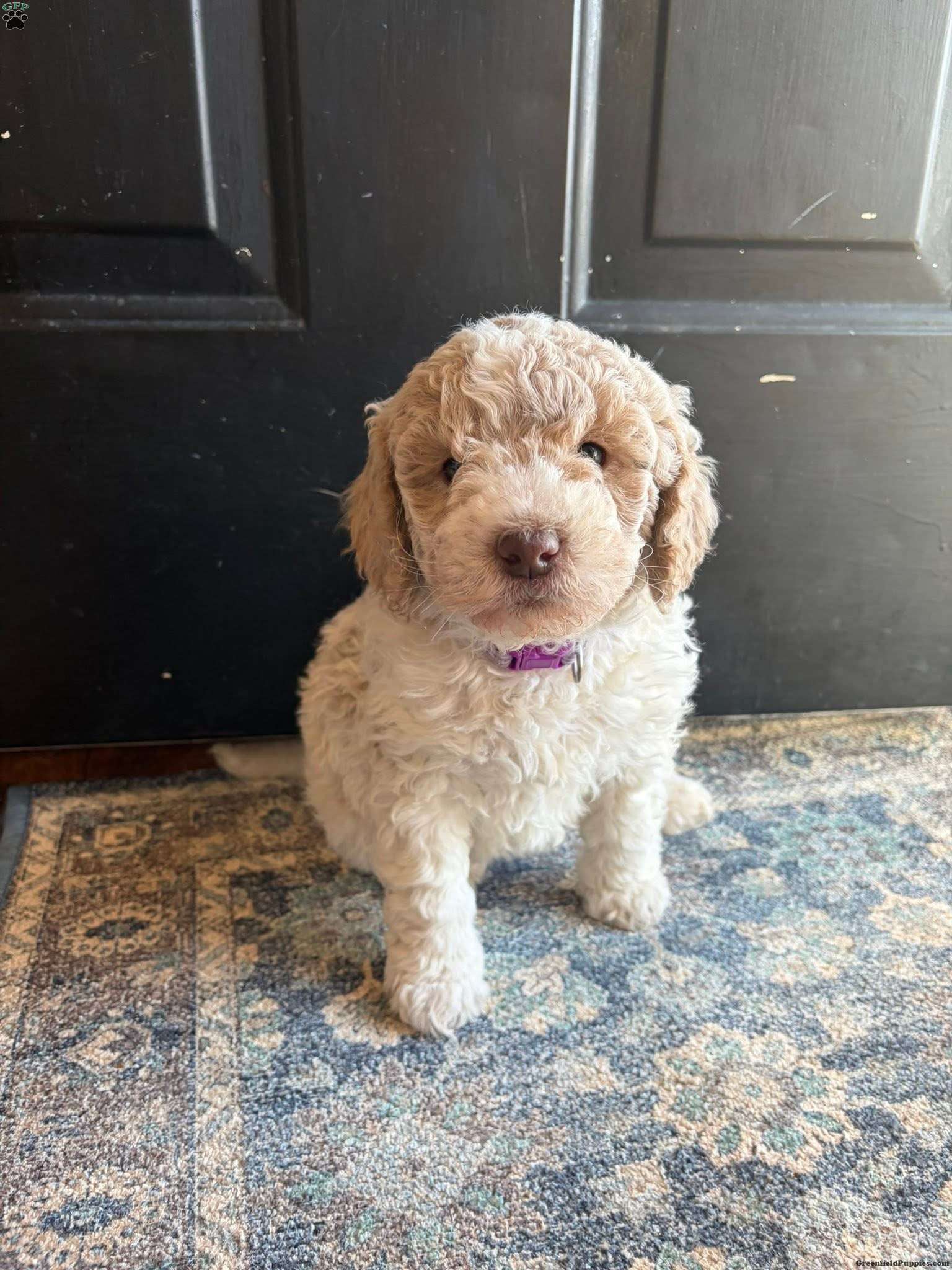 Hazel - Mini Goldendoodle Puppy For Sale in Pennsylvania