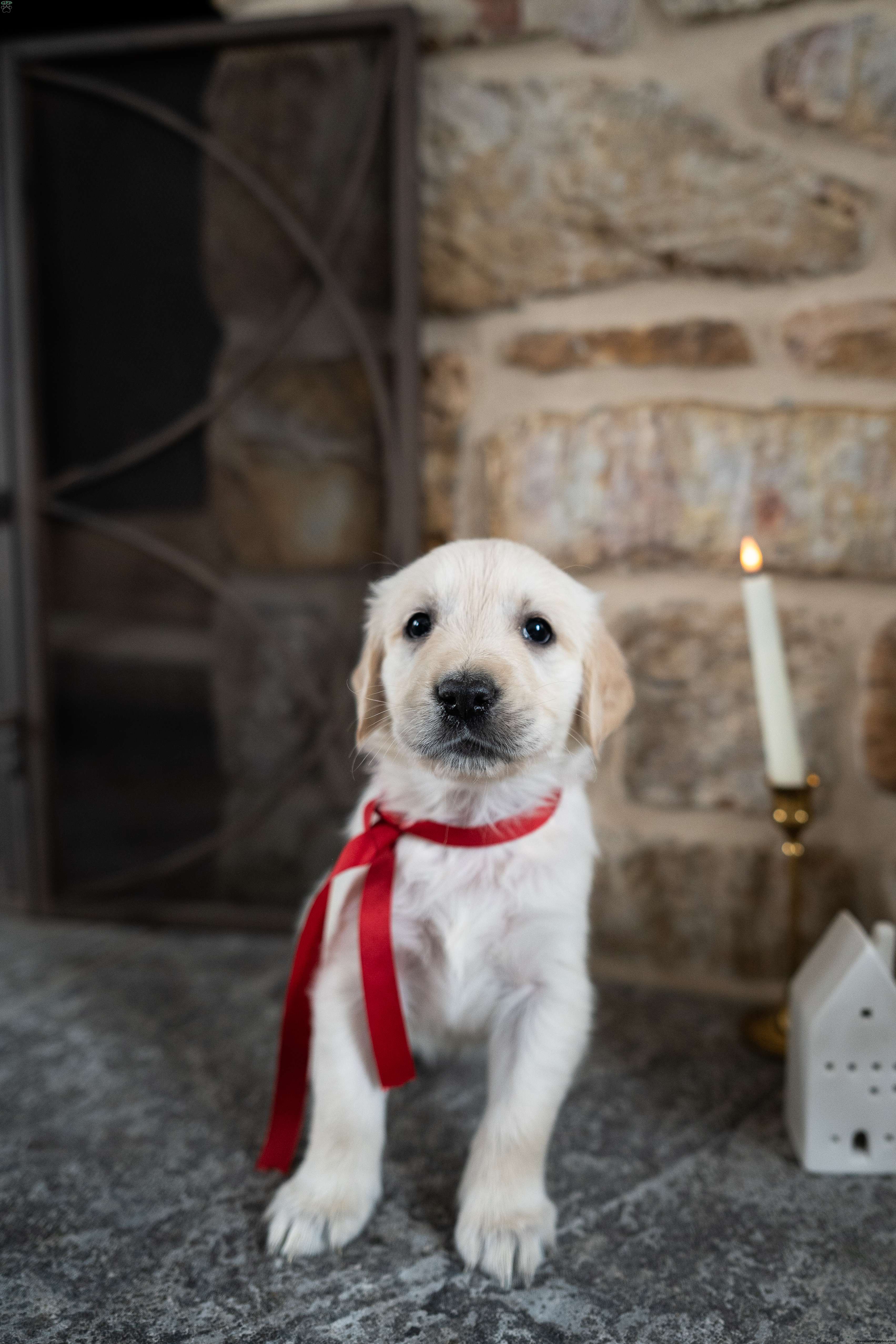 Cara - English Cream Golden Retriever Puppy For Sale in Pennsylvania