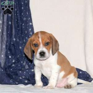 Beagle Mix Puppies For Sale | Greenfield Puppies