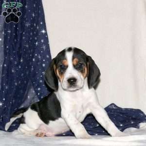 Beagle Mix Puppies For Sale | Greenfield Puppies