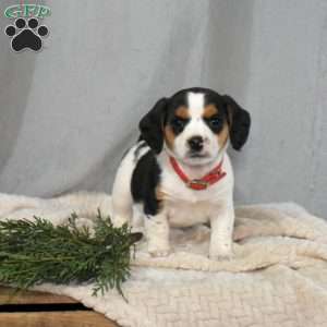 Beagle Mix Puppies For Sale | Greenfield Puppies