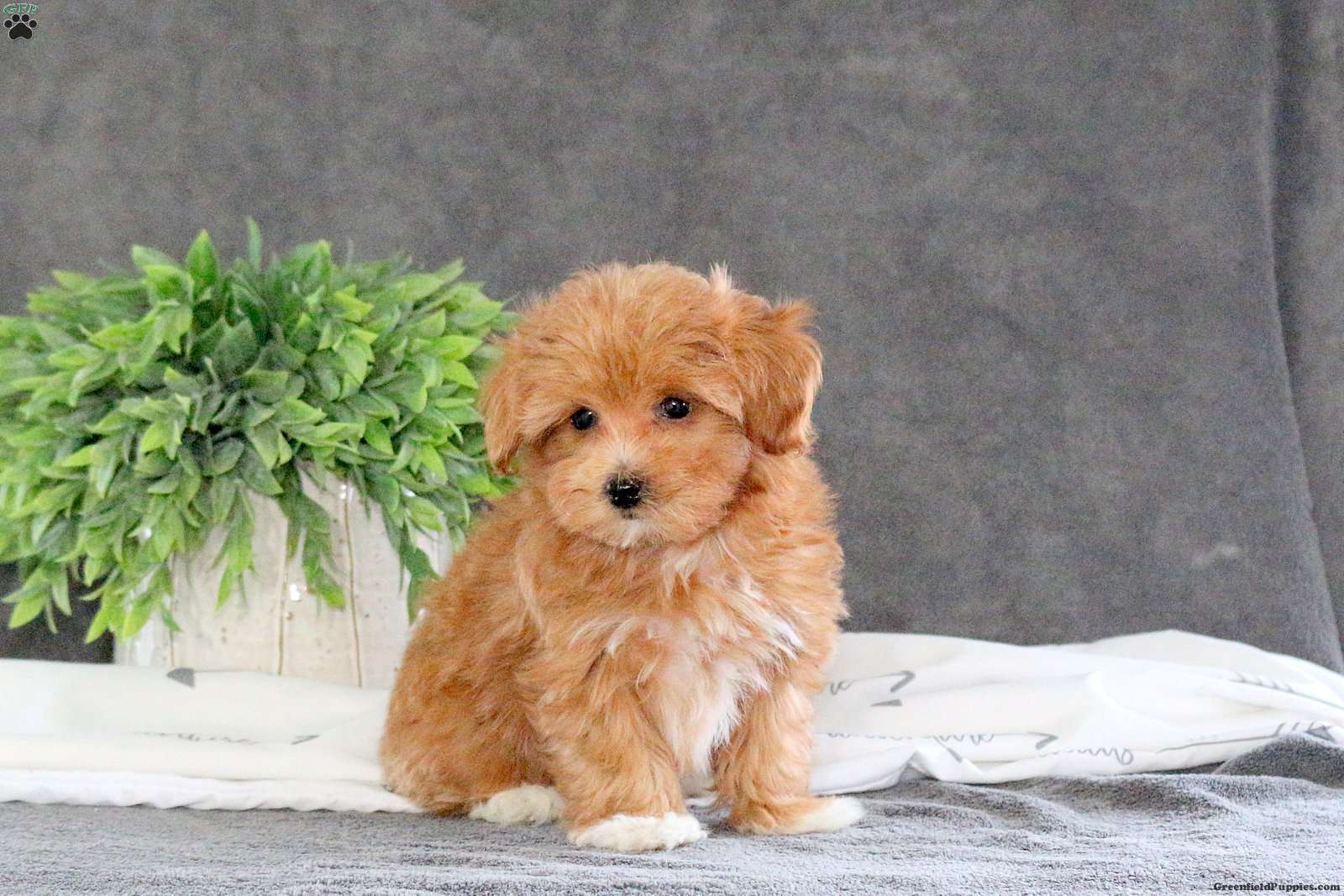 Lisa - Havapoo Puppy For Sale in Pennsylvania