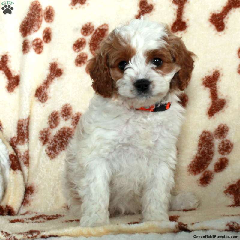 Merlin - Cavapoo Puppy For Sale in Pennsylvania