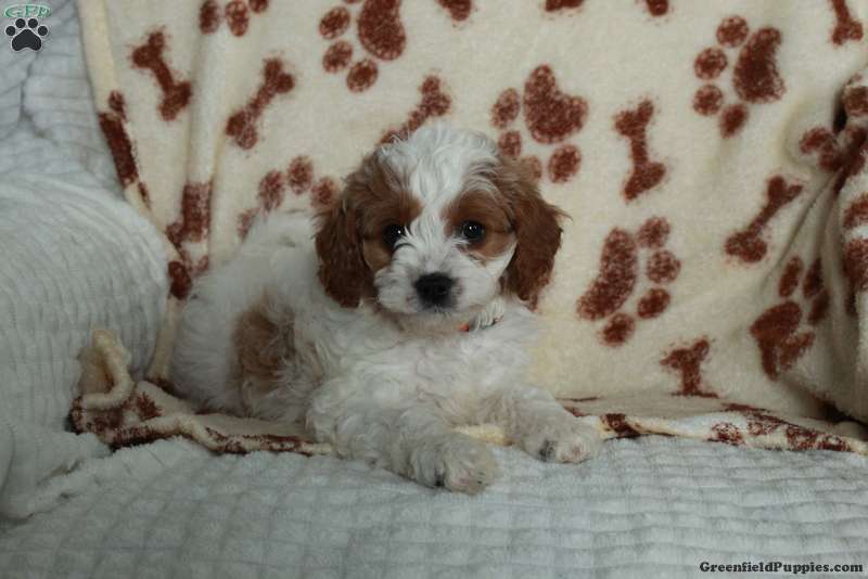 Merlin - Cavapoo Puppy For Sale in Pennsylvania