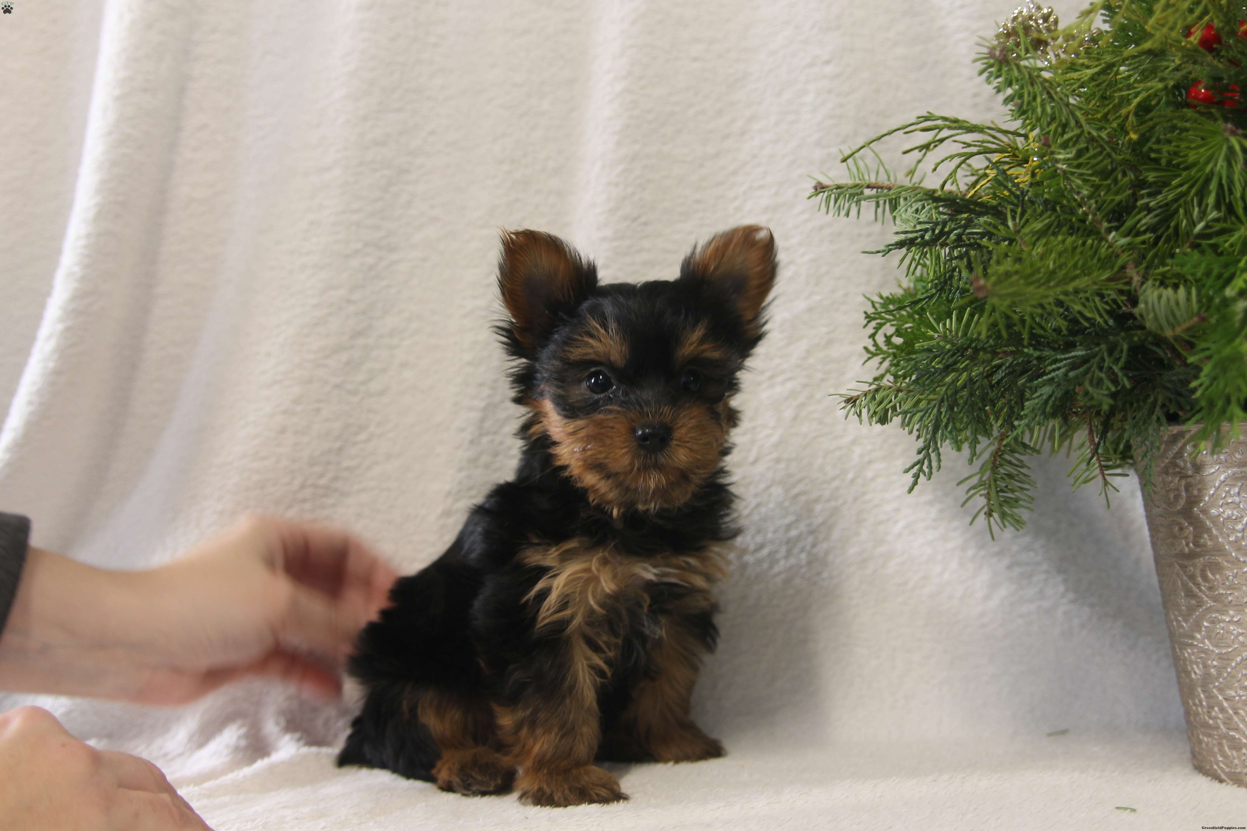 Merry - Yorkie Puppy For Sale in Pennsylvania