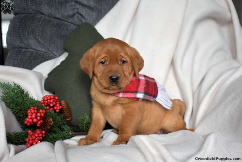 Raisin - Fox Red Labrador Retriever Puppy For Sale in Pennsylvania