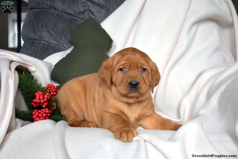 Raisin - Fox Red Labrador Retriever Puppy For Sale in Pennsylvania