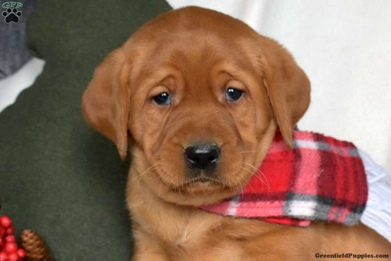 Raisin - Fox Red Labrador Retriever Puppy For Sale in Pennsylvania