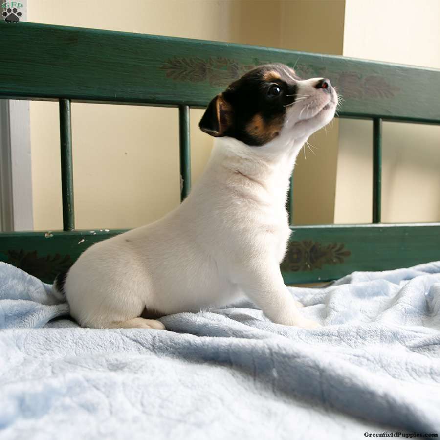 Rita - Jack-A-Ranian Puppy For Sale in New York