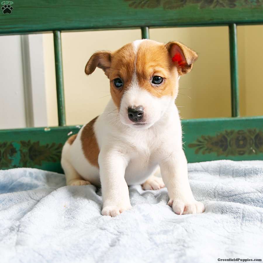Ronald - Jack-A-Ranian Puppy For Sale in New York