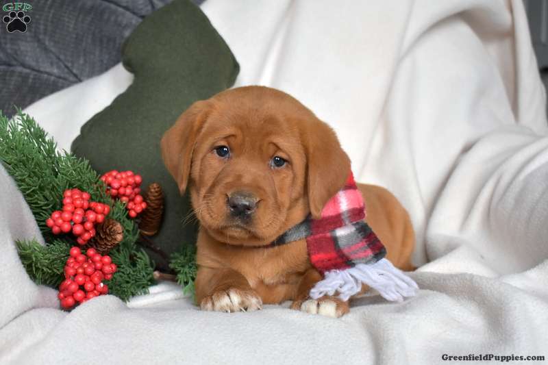 Rose - Fox Red Labrador Retriever Puppy For Sale in Pennsylvania
