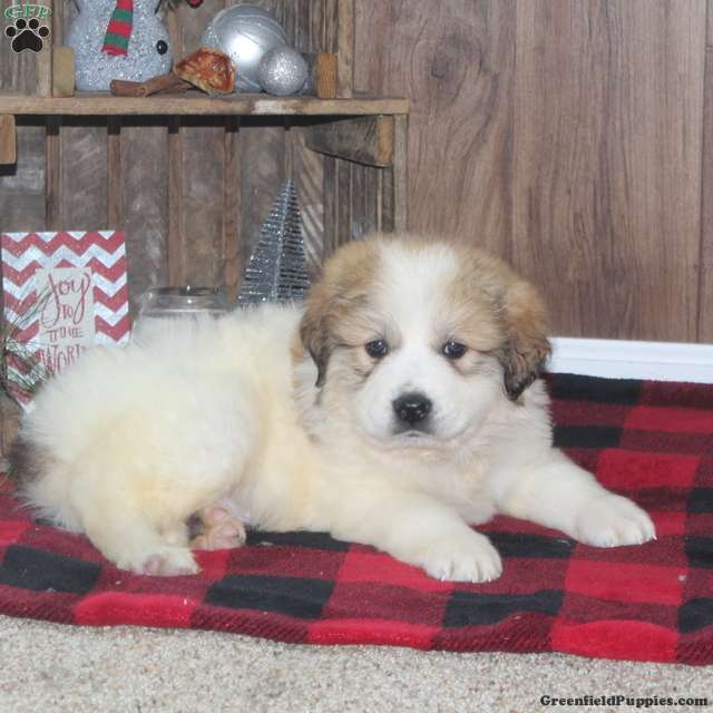 Rusty - Great Pyrenees Puppy For Sale in Pennsylvania