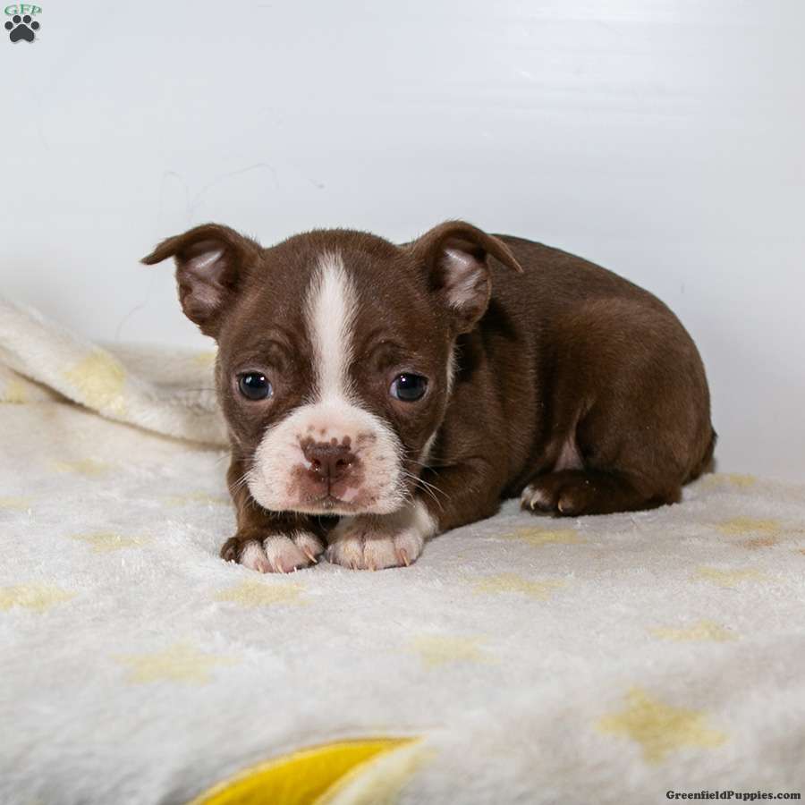 Silver - Boston Terrier Puppy For Sale in New York