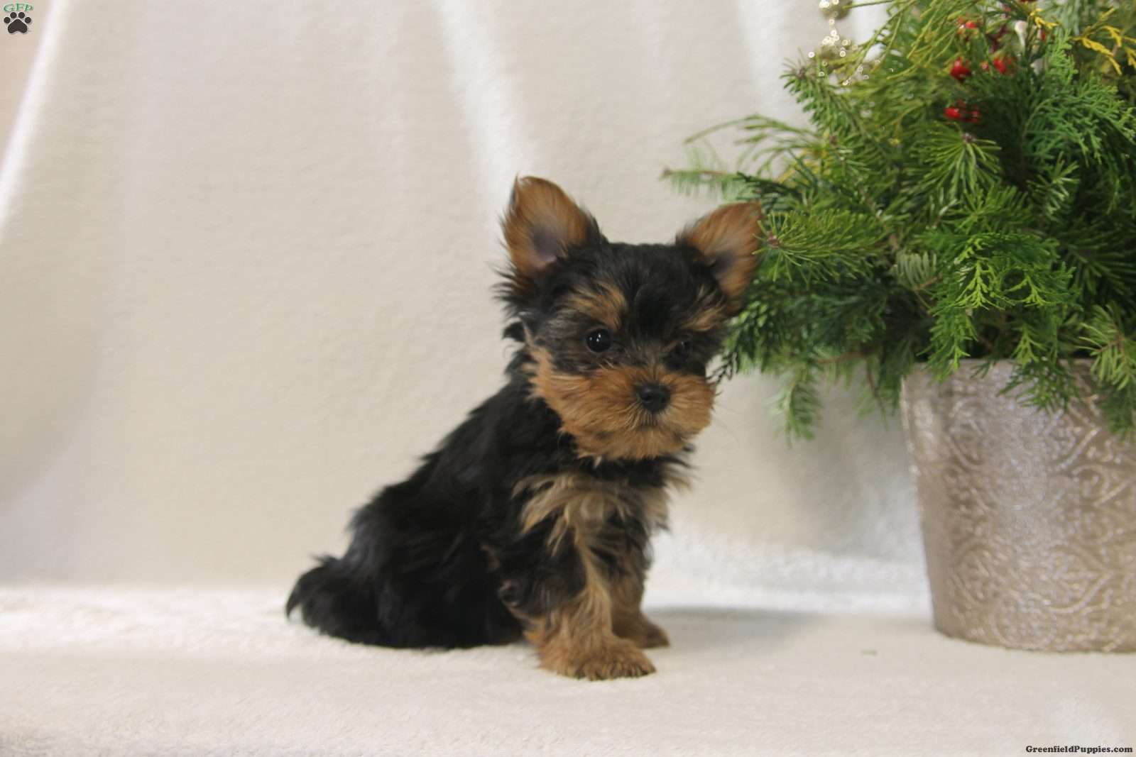 Star - Yorkie Puppy For Sale in Pennsylvania