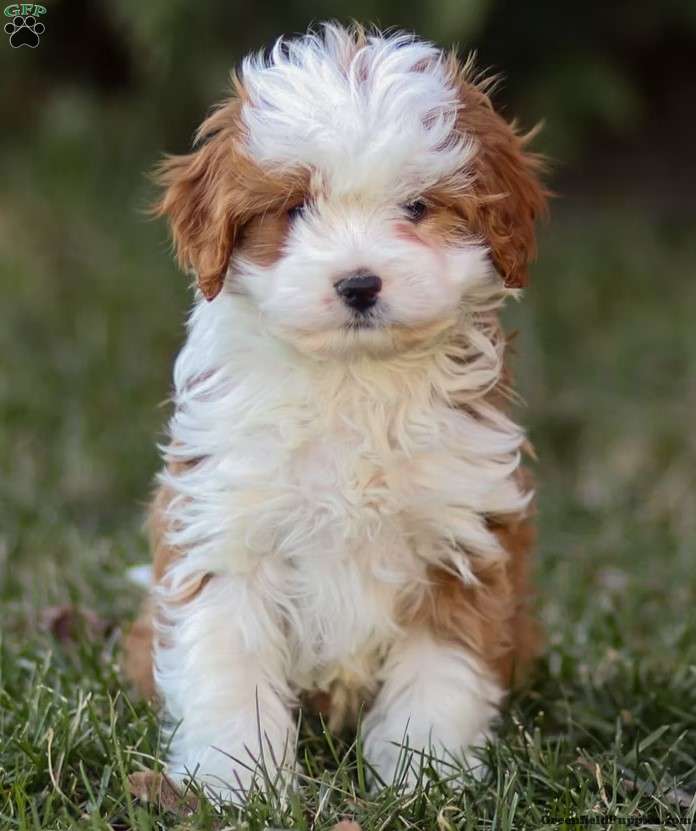 Teddy - Cavapoo Puppy For Sale in Pennsylvania