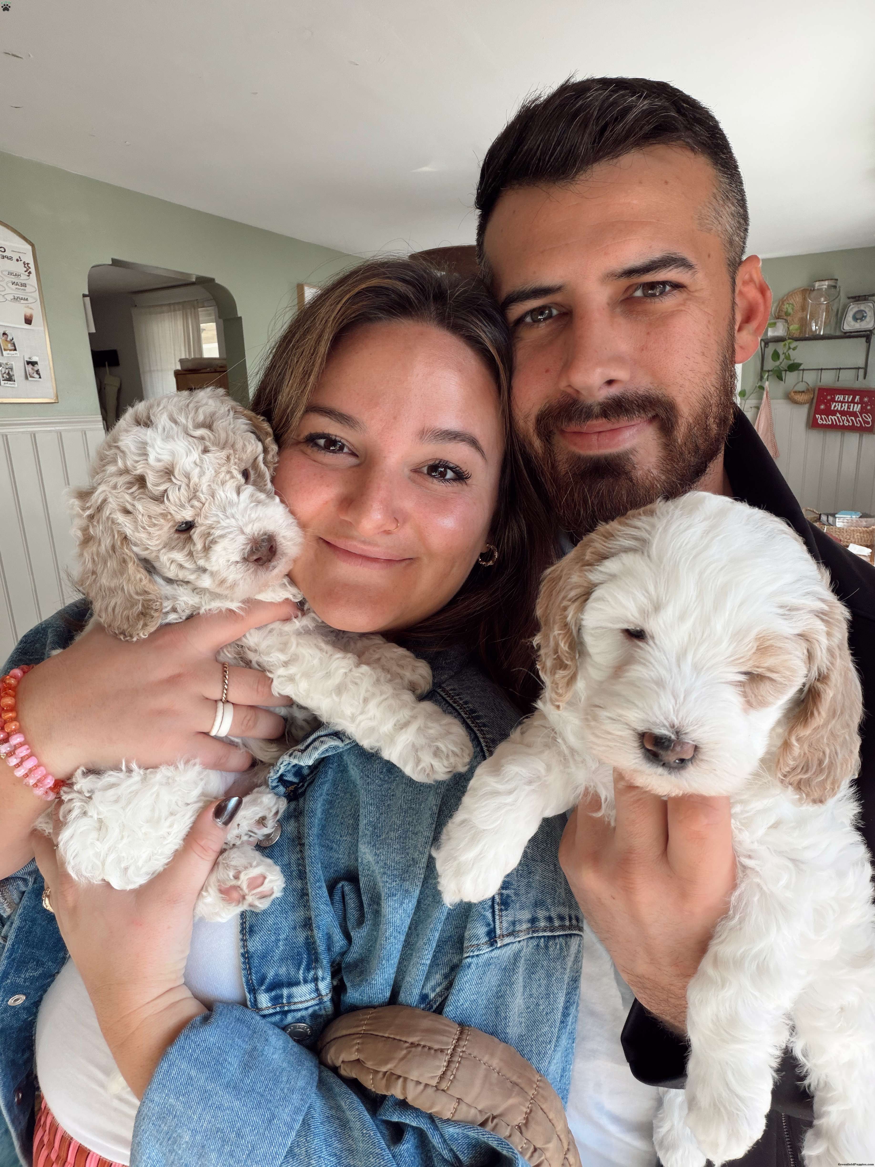 Hazel - Mini Goldendoodle Puppy For Sale in Pennsylvania