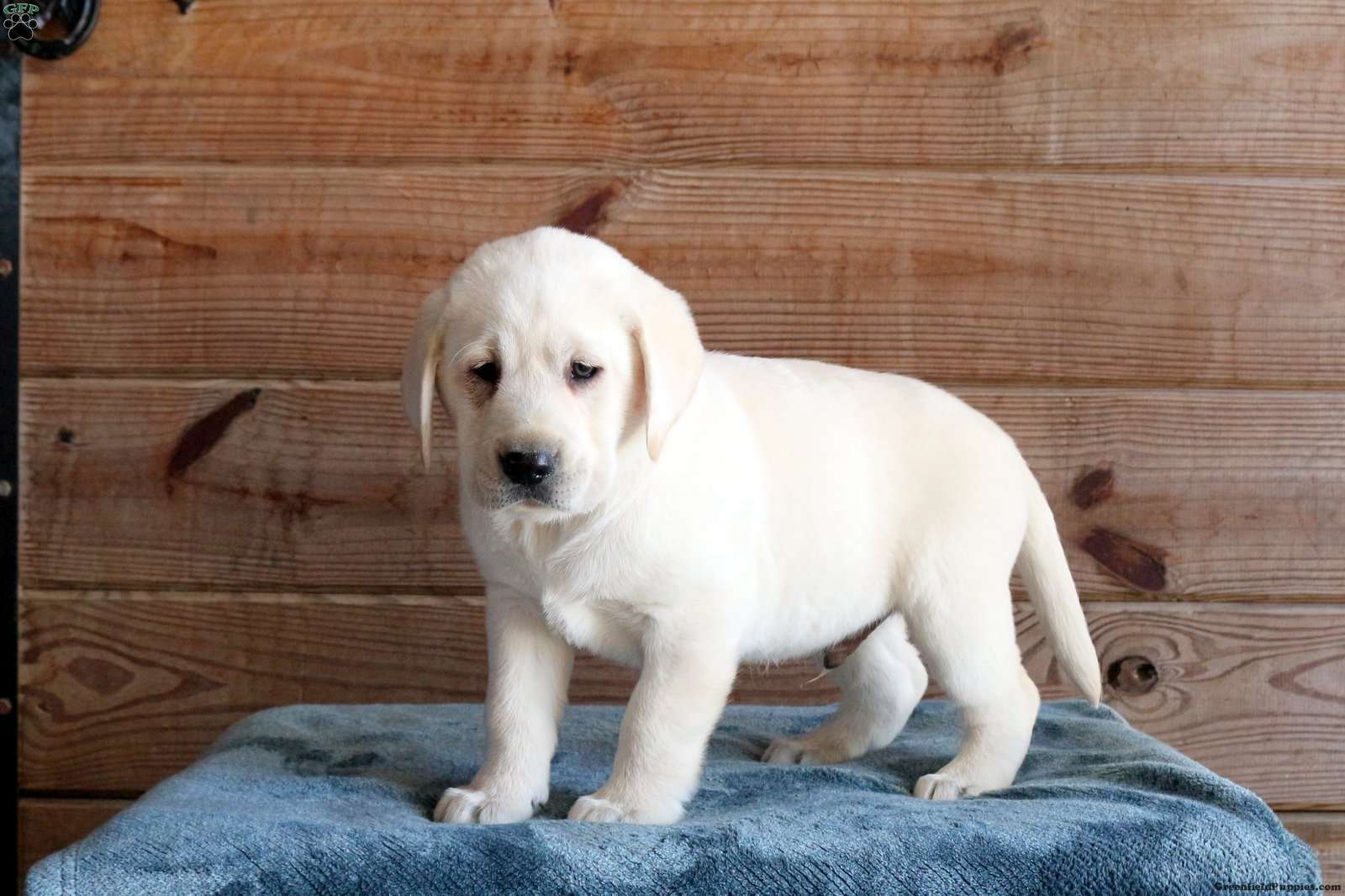 Trigger - Yellow Labrador Retriever Puppy For Sale in Pennsylvania